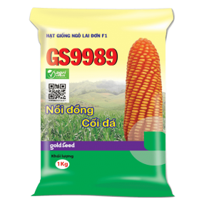 Hạt giống Lúa lai F1 GS55 - Daithanhtech
